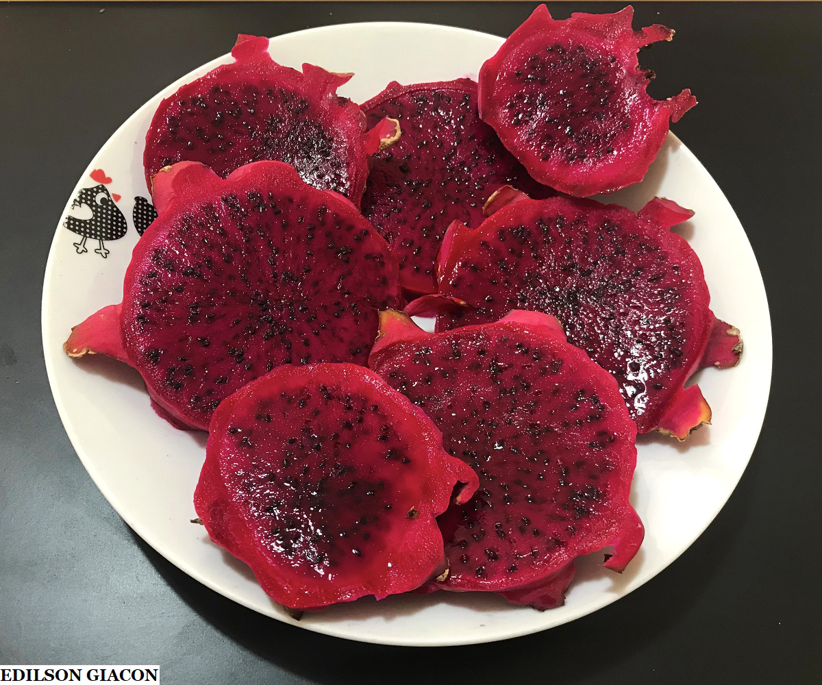 Viveiro Ciprest - Plantas Nativas e Exóticas: Pitaya Red Red ( Hylocereus polyrhizus )