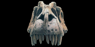 Palaeos, la historia de la Vida en la Tierra: F.A.Q. Lythronax argestes