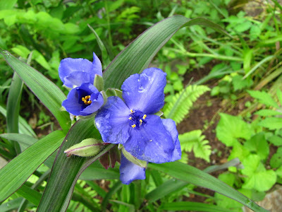 To Behold the Beauty: 5/1/13 - 6/1/13