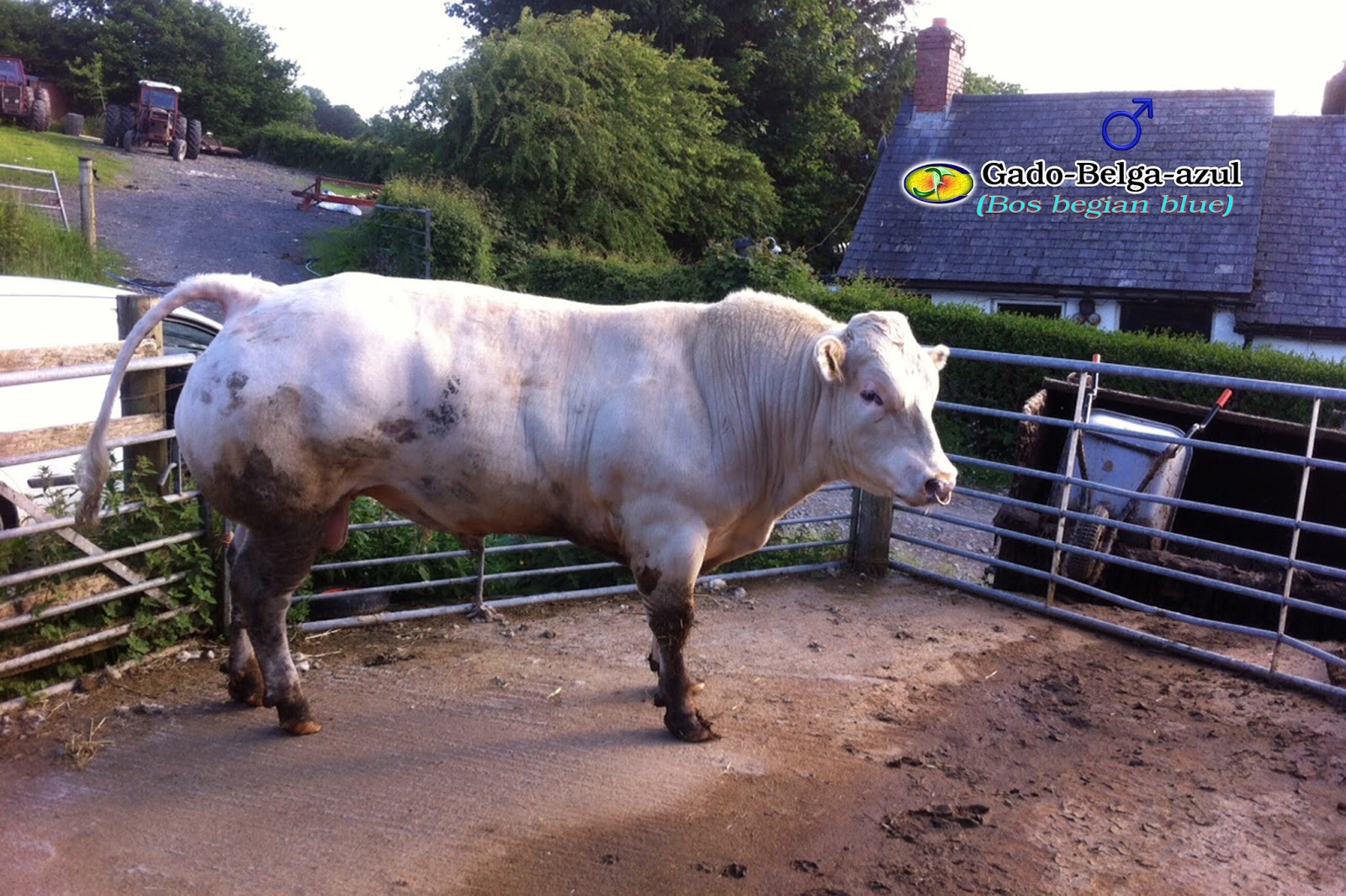 Zoologia: Gado-belga-azul (Bos belgian blue)