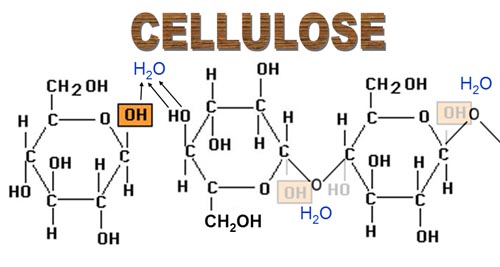 KGrowth: What can we know about cellulose?