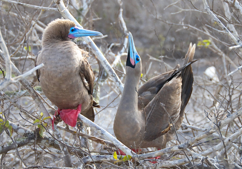 Animal You: Red-footed Booby