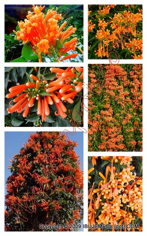 Arfa Eka Autama: PENERAPAN TANAMAN RAMBAT PADA HUNIAN