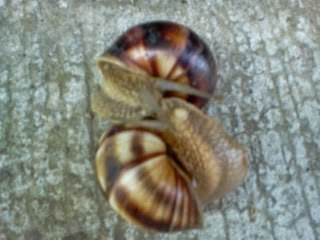 Imperecherea la melci - Cresterea melcilor, ferma de melci