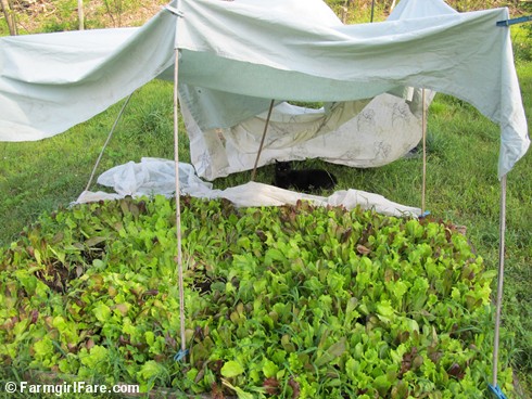 Farmgirl Fare: Tail End of the Week: Get Your Friday Farm Fix #9