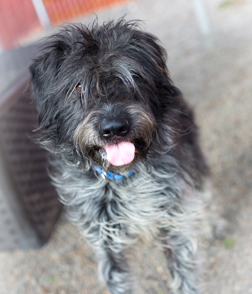 Shelter Dogs of Portland: "GRIFF" shaggy easy going Wirehaired Griffon ...