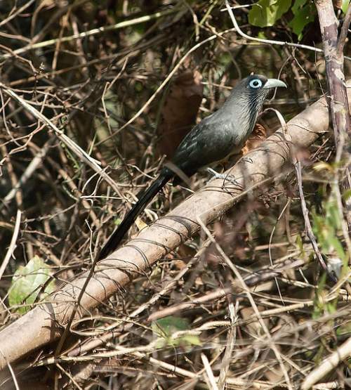 Blue-faced malkoha images | Birds of India | Bird World