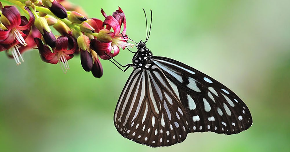 Butterflies of Singapore: Assorted Nectaring Plants - Part 4
