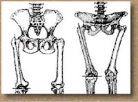 Entiende la ciencia: El bipedismo