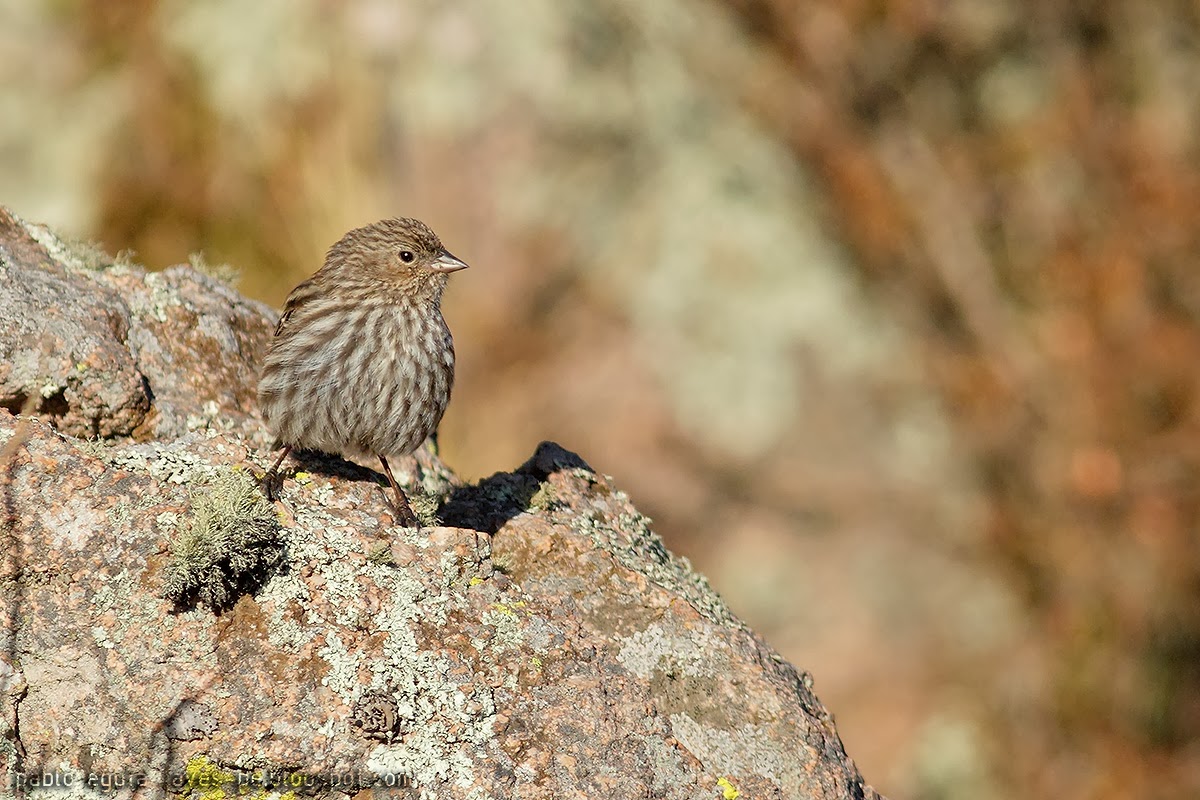 mis fotos de aves: Geospizopsis unicolor Yal Plomizo Plumbeous Sierra-finch