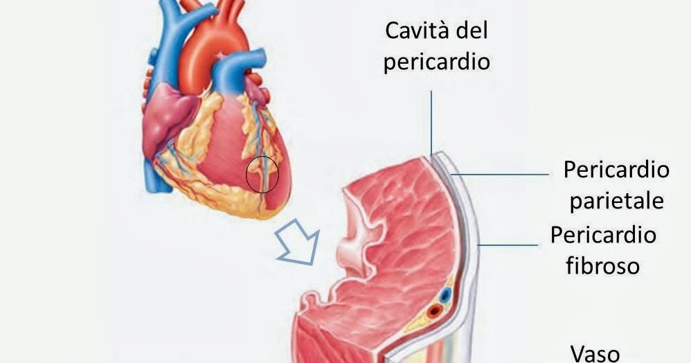Le membrane sierose. Medicina.