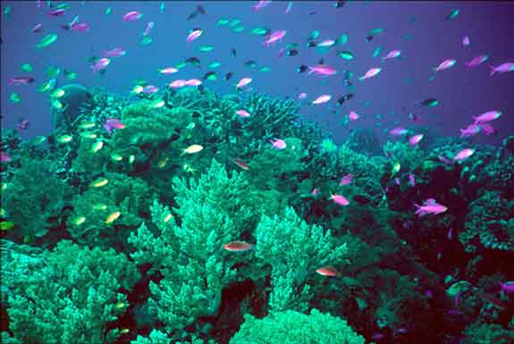Future for Coral Reefs?: Coral reef overview