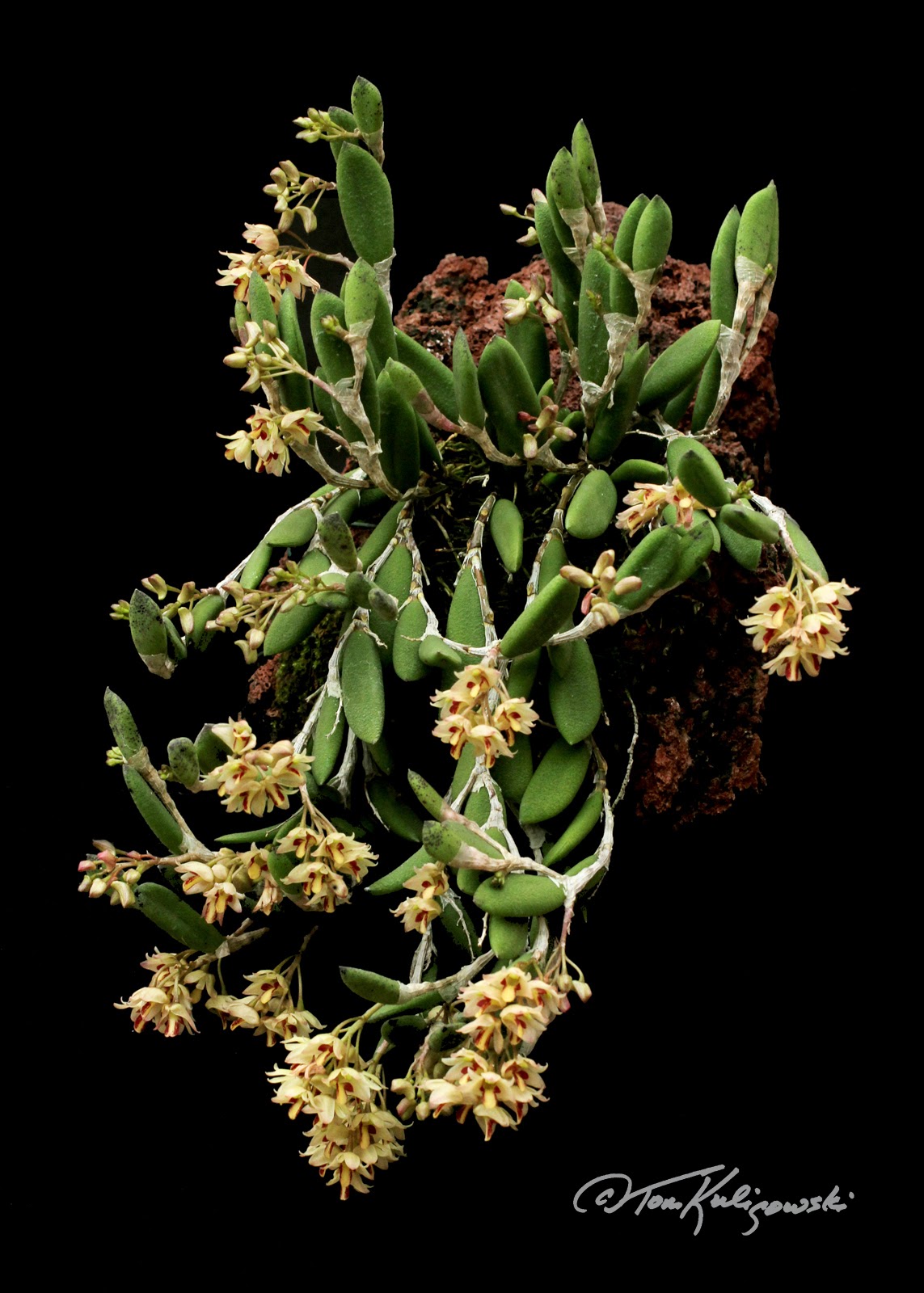 Angraecums...: Unusual/Natural Mounts