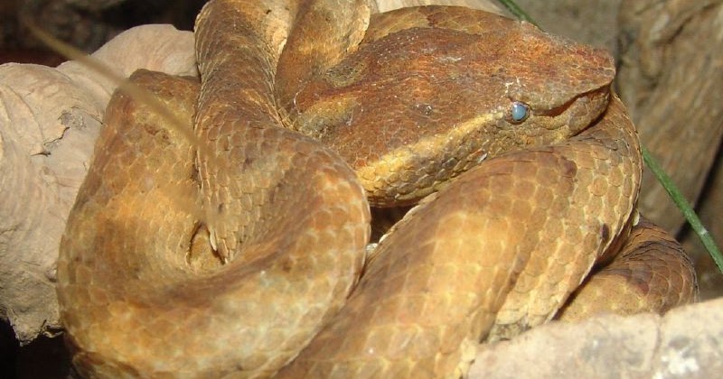 Ular Asli Indonesia: Ular Bandotan Pohon (Trimeresurus puniceus)