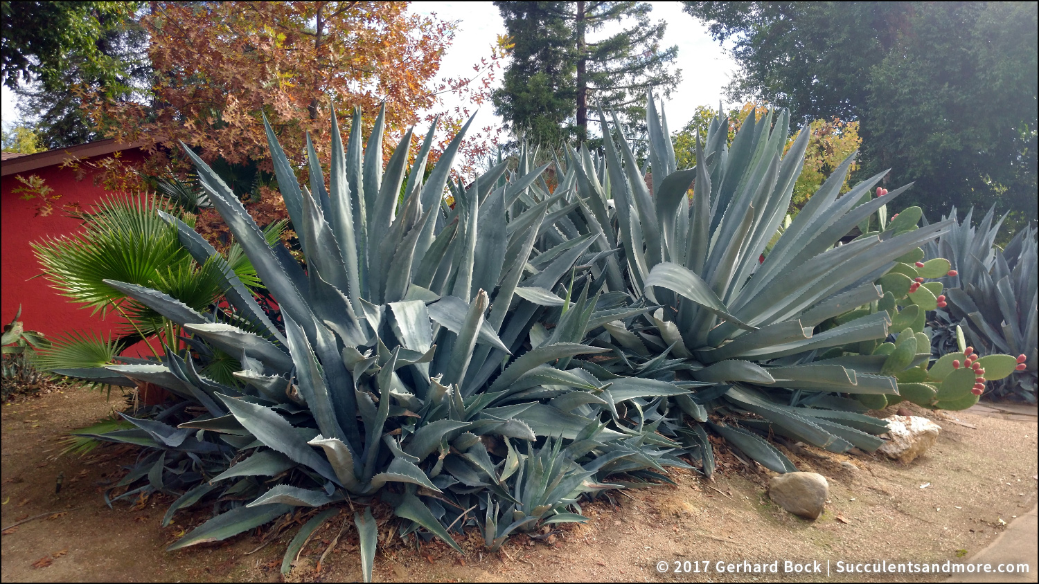 Agave americana eating the world