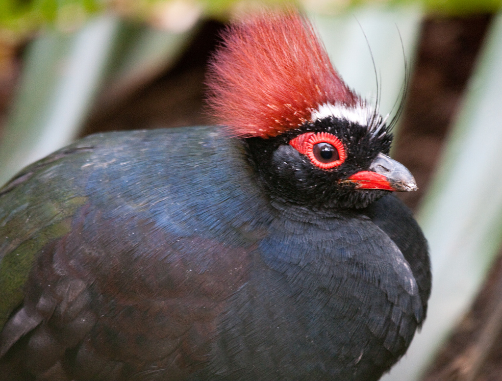 Bird of Aisa Roul Roul partridge