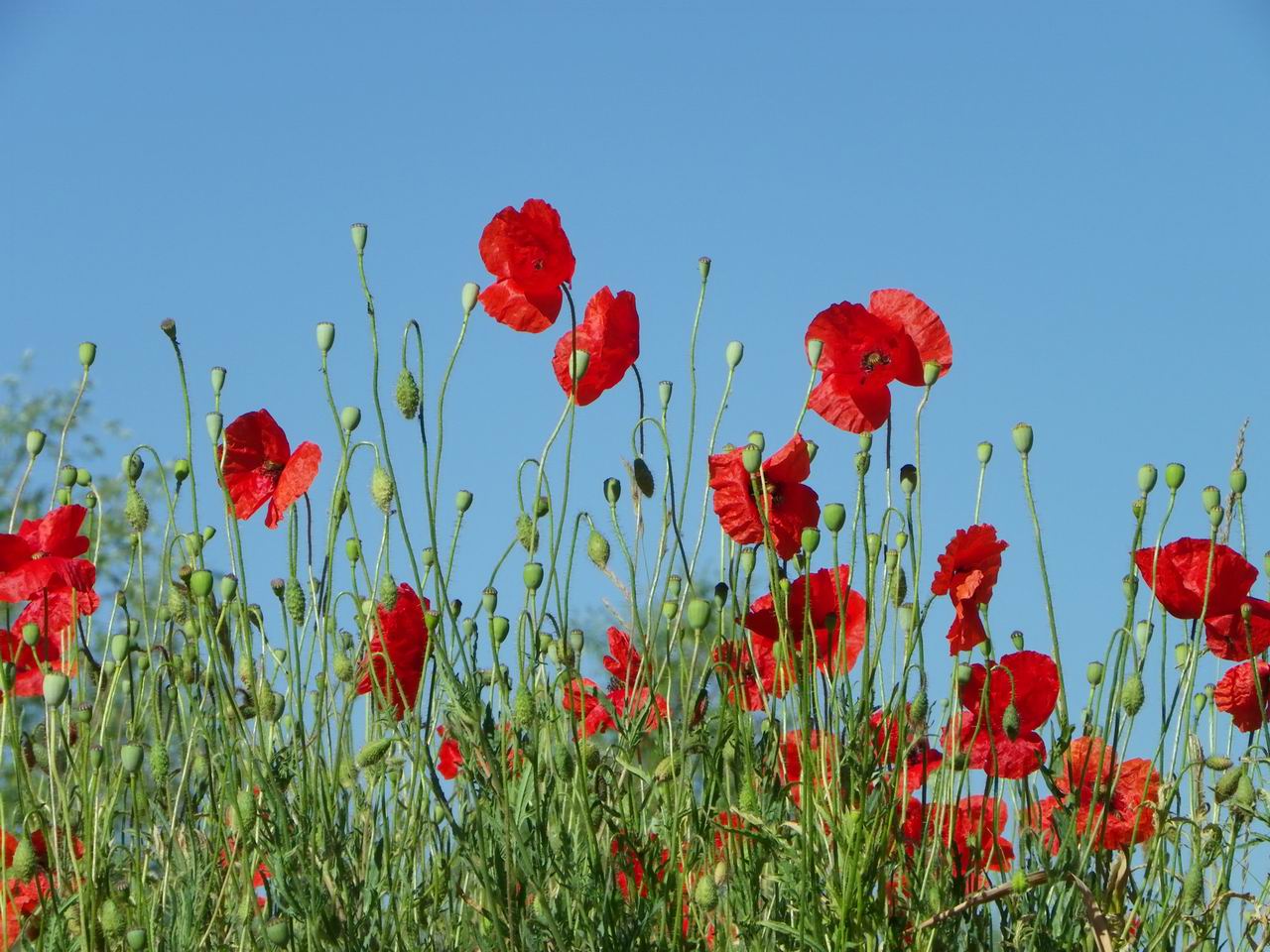 Le coquelicot