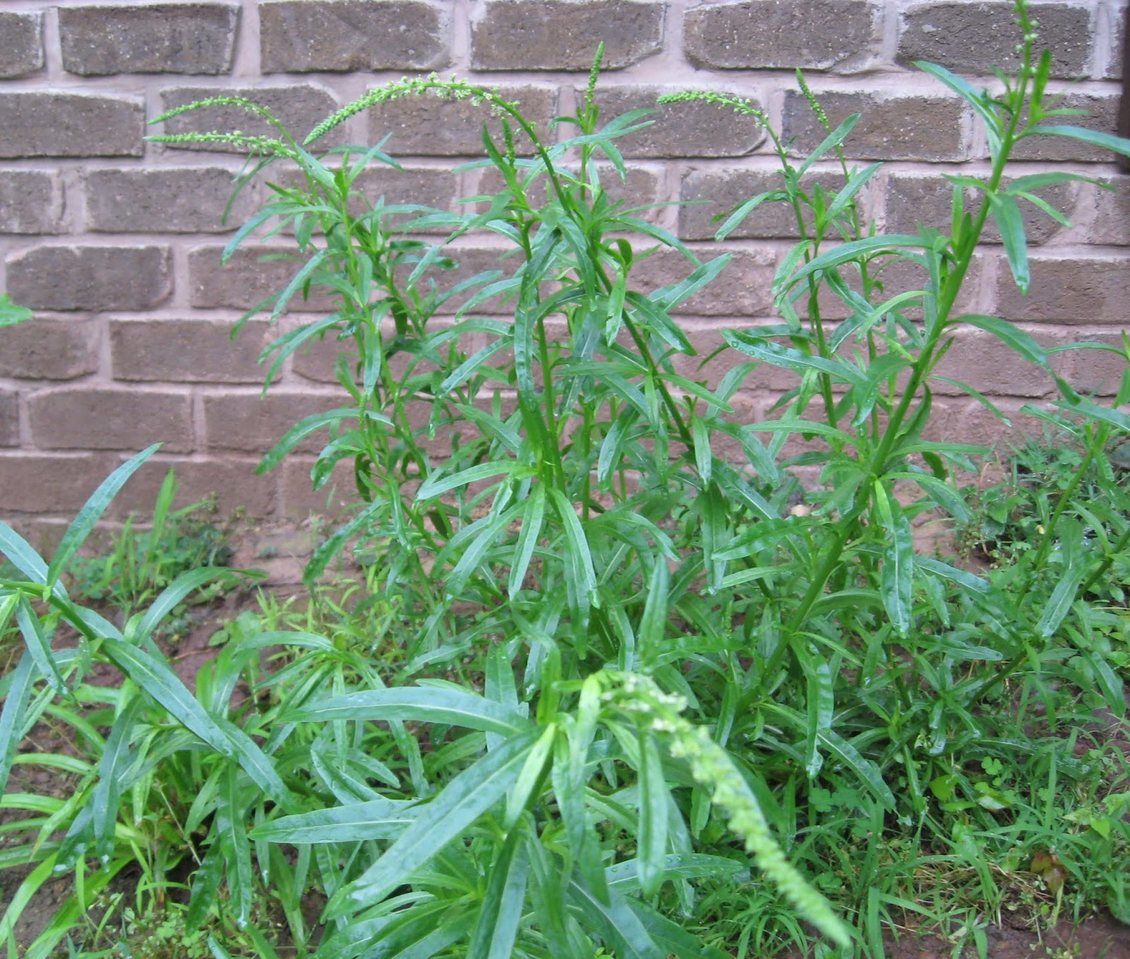 Brush Creek Wool Works