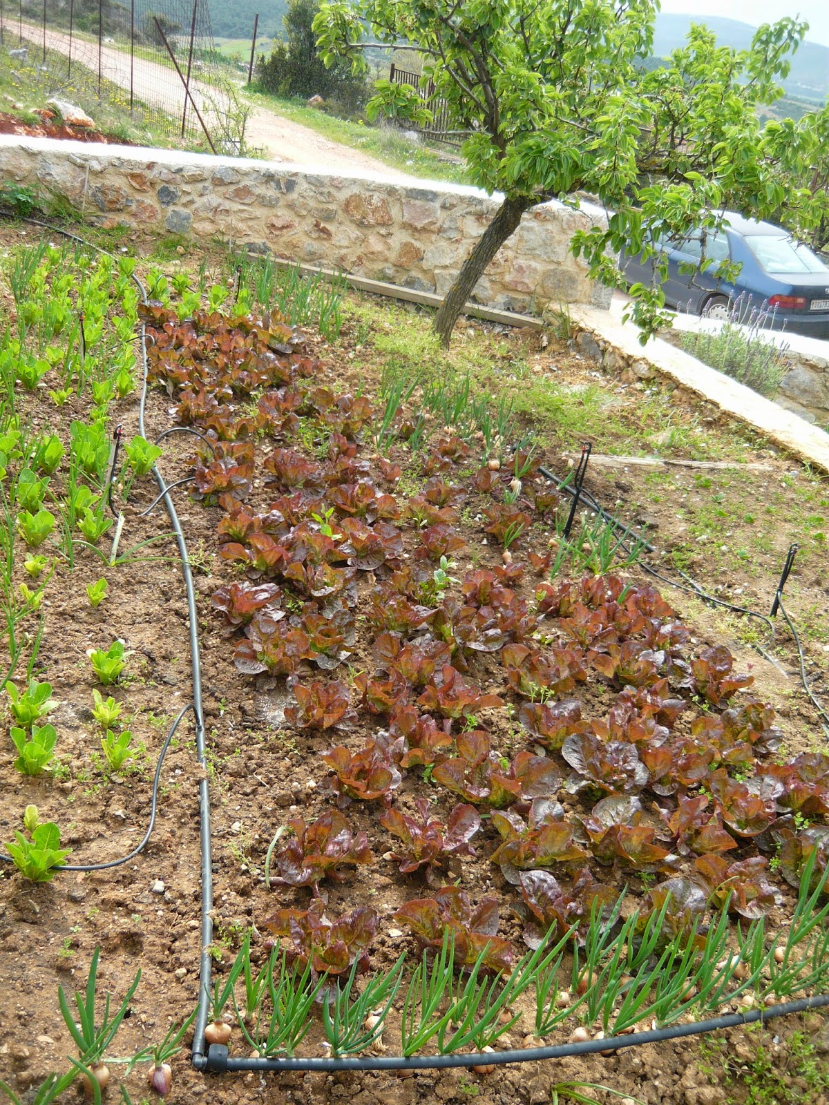 ΣΧΟΛΙΚΟΙ ΛΑΧΑΝΟΚΗΠΟΙ : ΟΙ ΚΗΠΟΙ ΤΩΝ ΣΧΟΛΕΙΩΝ ΤΗΣ Δ/ΣΗΣ Β/ΘΜΙΑΣ ΕΚΠ/ΣΗΣ ...