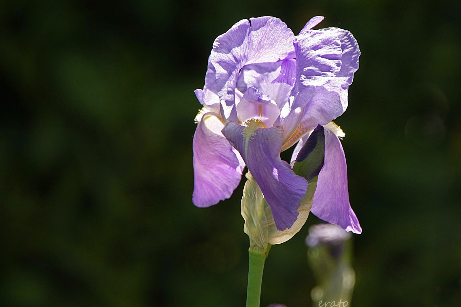 Rêveries: L ' Iris ....