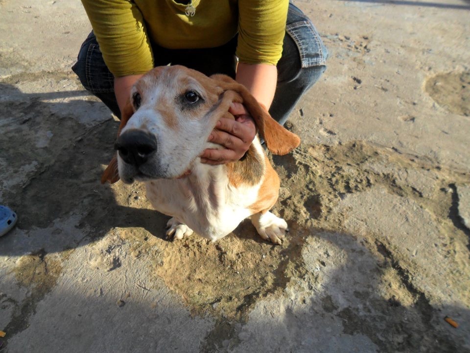 Adoptándonos: Tato, hermoso perro batata en adopción urgente