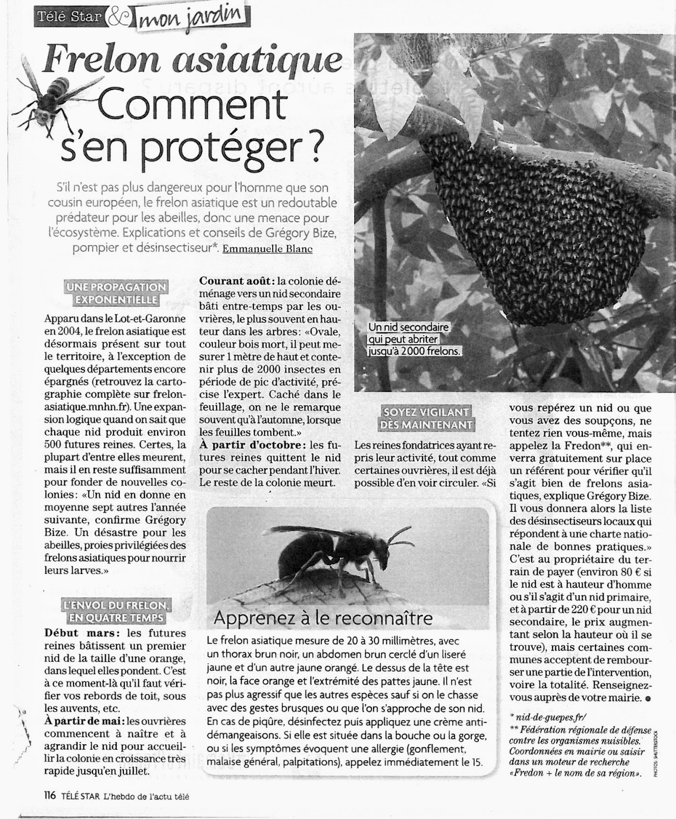 Lesdins Blog infos: Comment reconnaitre les frelons