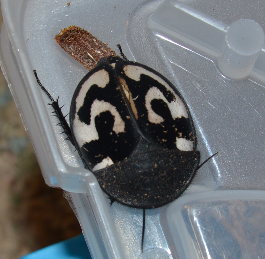 Bring on the Bugs: First Question Mark Ootheca