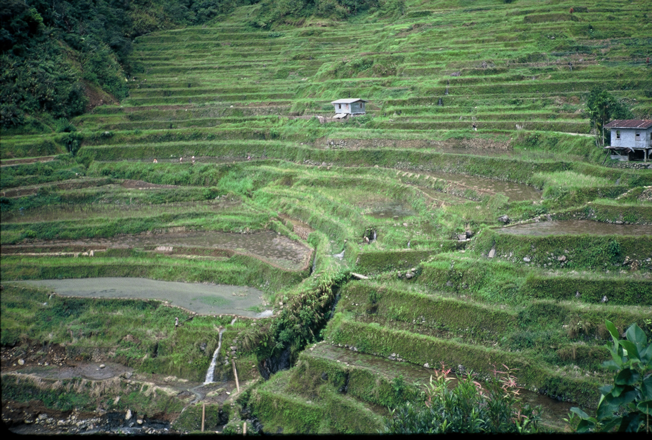 saan matatagpuan ang banaue rice terraces - philippin news collections