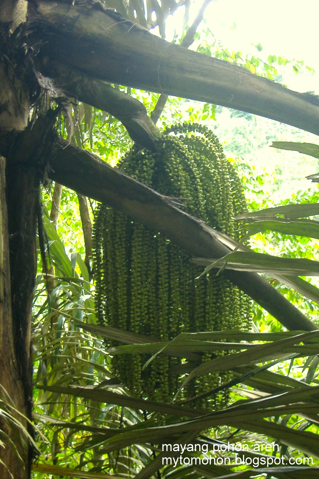 Cap Tikus, Minuman tradisional dari Minahasa