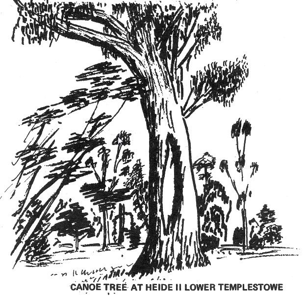 Doncaster Templestowe Historical Society: "Canoe" trees