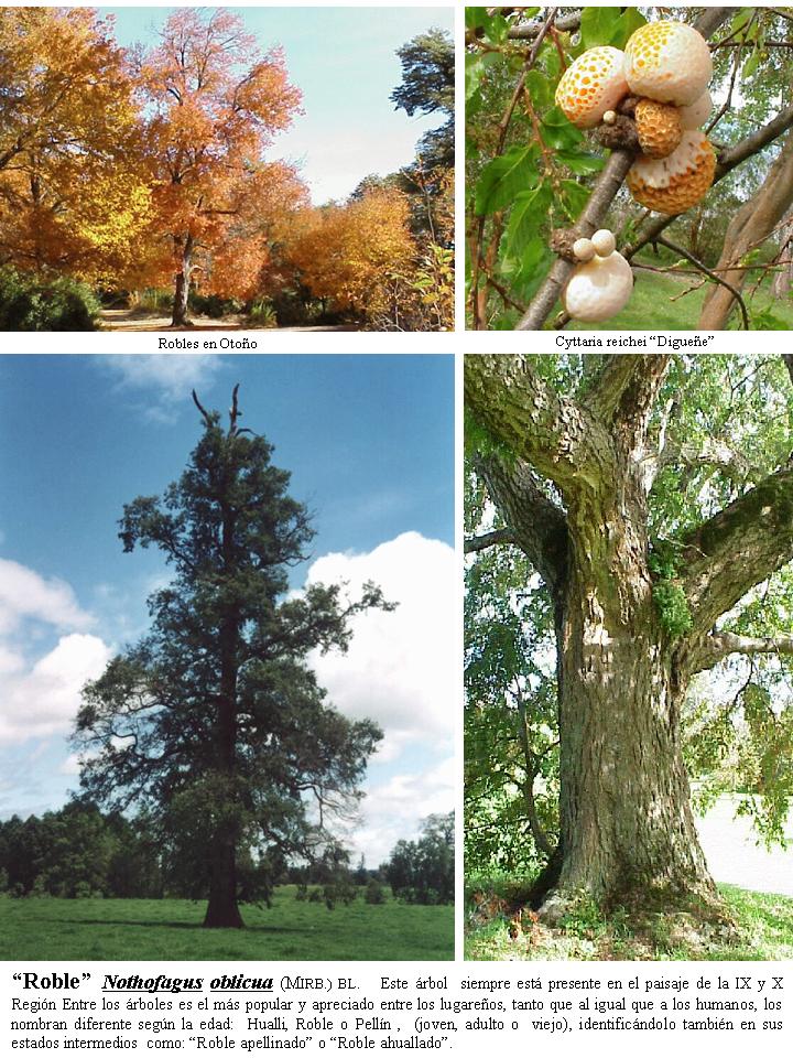 Arboles Monumentales: Robles