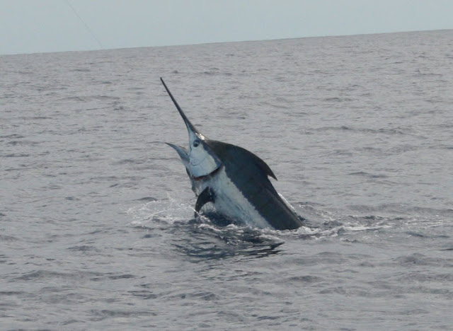 Blue Marlin | The Life of Animals