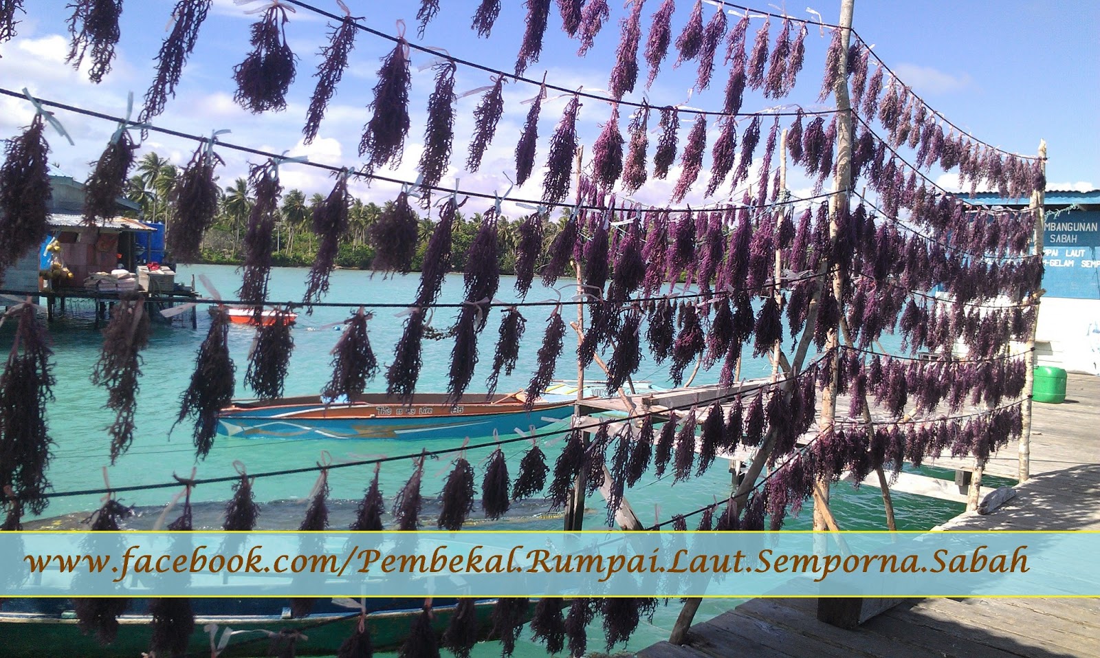 Pembekal Rumpai Laut Semporna Sabah Malaysia: Proses Rumpai Laut ~ Gred ...