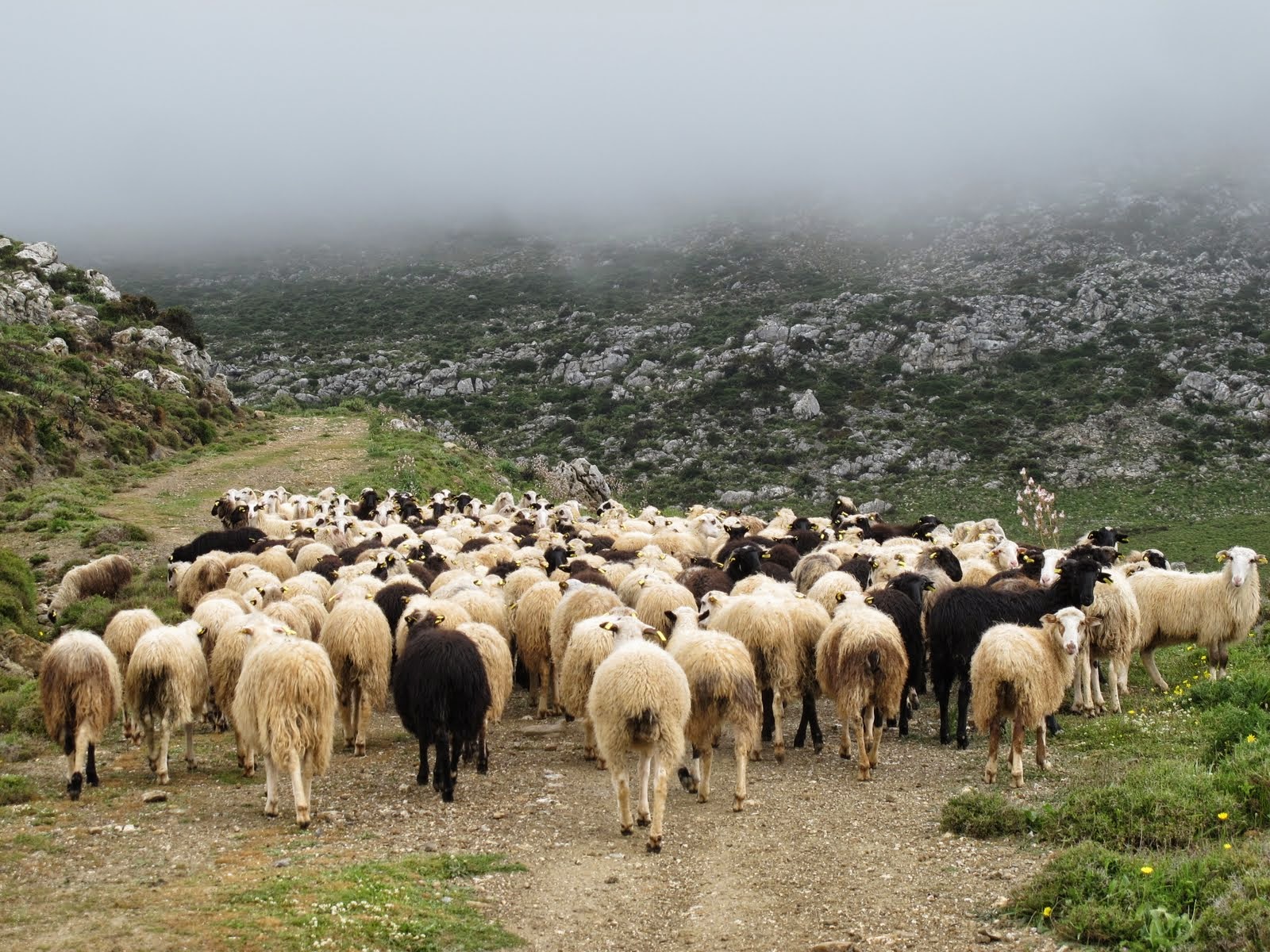 Ευρυτανικό Βήμα: Άγραφα: Με σεβασμό στην παράδοση η τυροκομία. Ανοίγουν ...