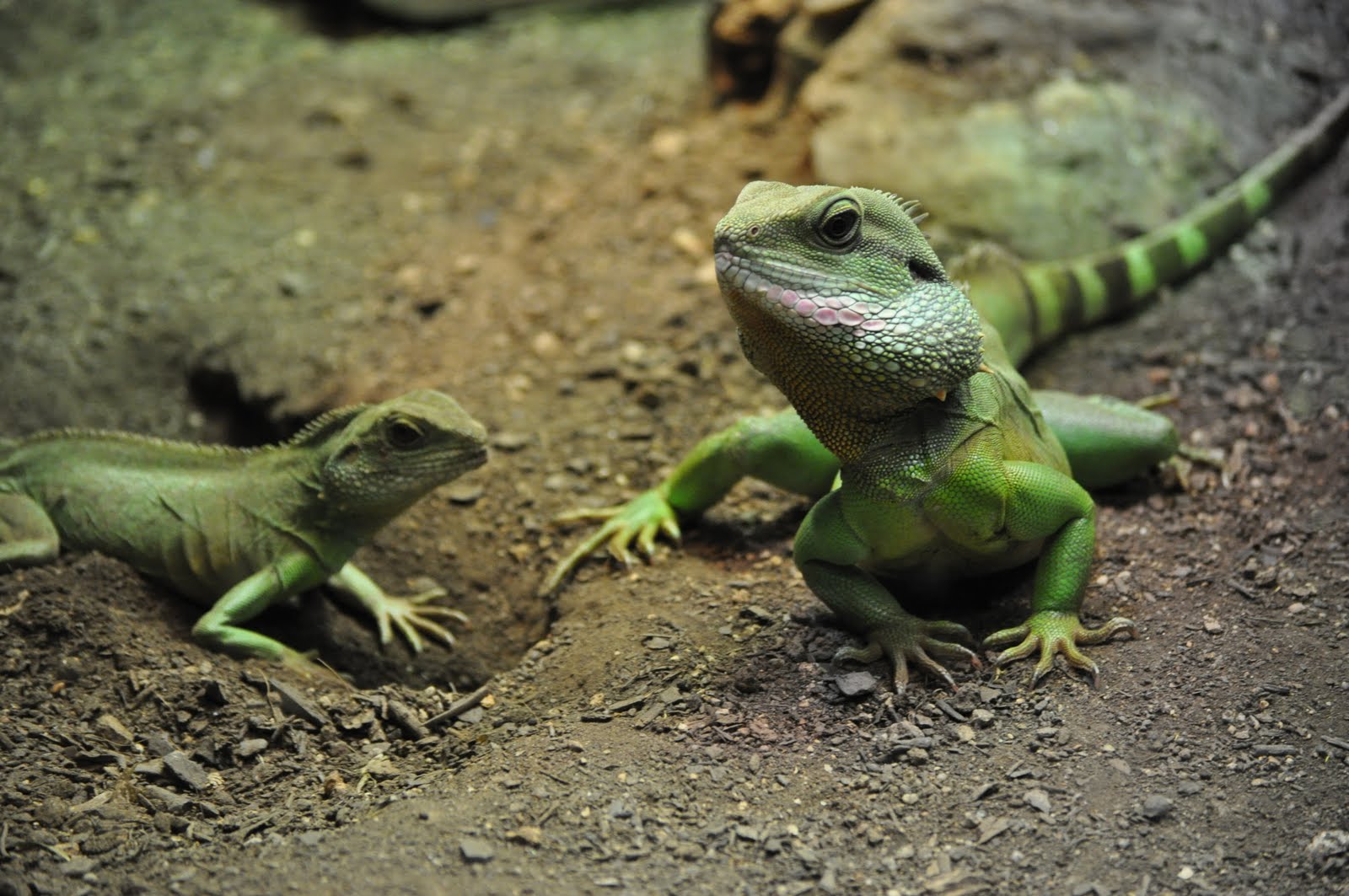 ZOOTOGRAFIANDO (MI COLECCIÓN DE FOTOS DE ANIMALES): DRAGÓN DE AGUA ...