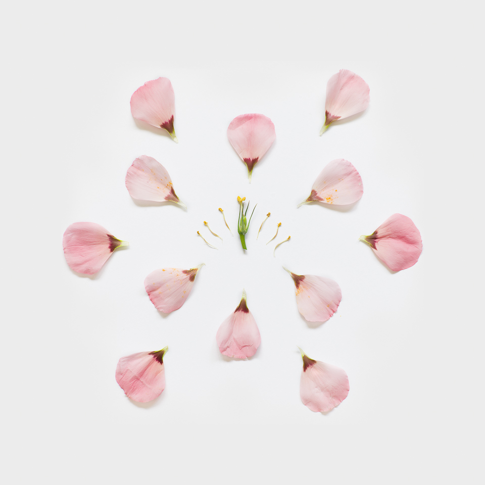 Simply Creative: Exploded Flowers by Fong Qi Wei
