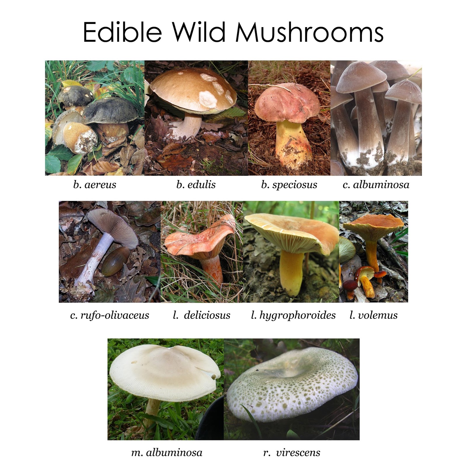 An Exploration of Natural Materials, Products & Chemicals: Mushrooms ...