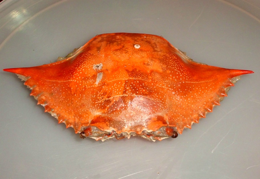 El Fogón de Leña: Jaibas rellenas a la vizcaína, una delicia.