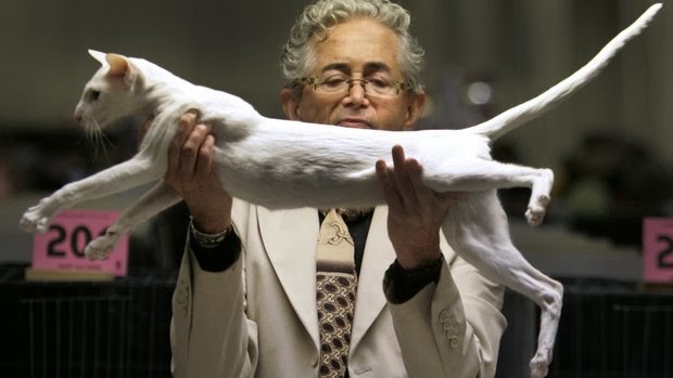 Jimmy Radosta: Pussy Galore: Cat show judge has his claws out