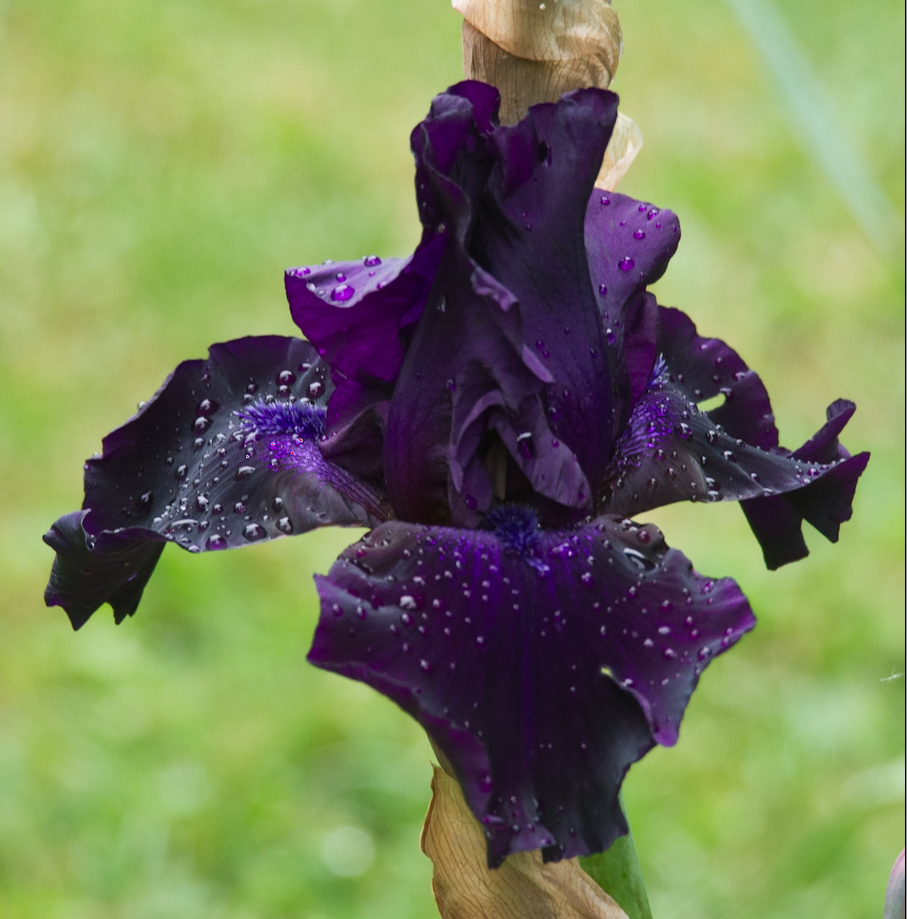 IRISÉMOI: Photographier les iris (3)