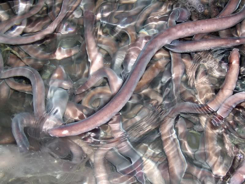 Erin's Blog: Hagfish