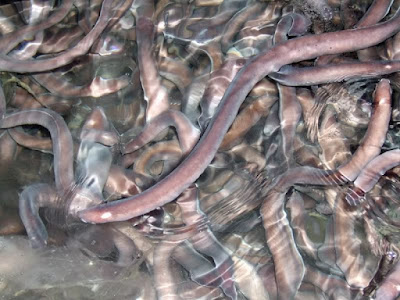 Erin's Blog: Hagfish