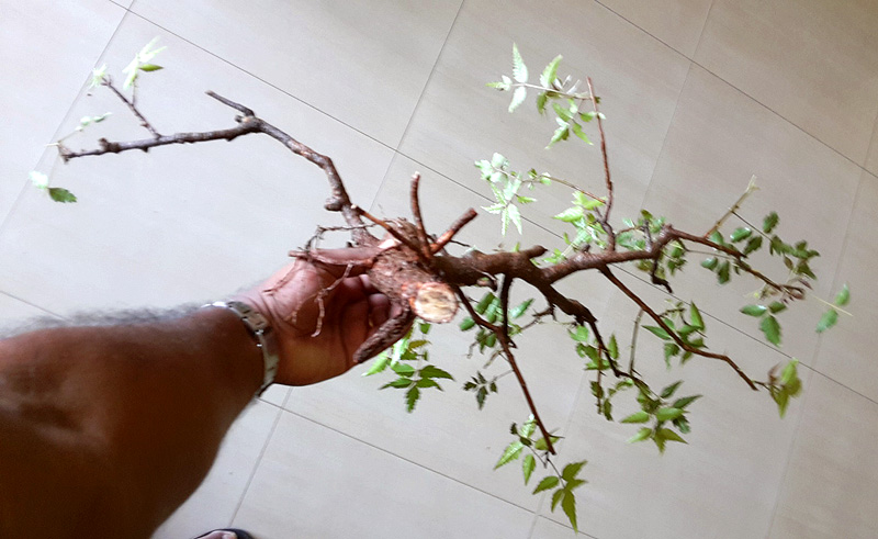 Instant - Bonsai - For - Everyone: Neem Tree 1