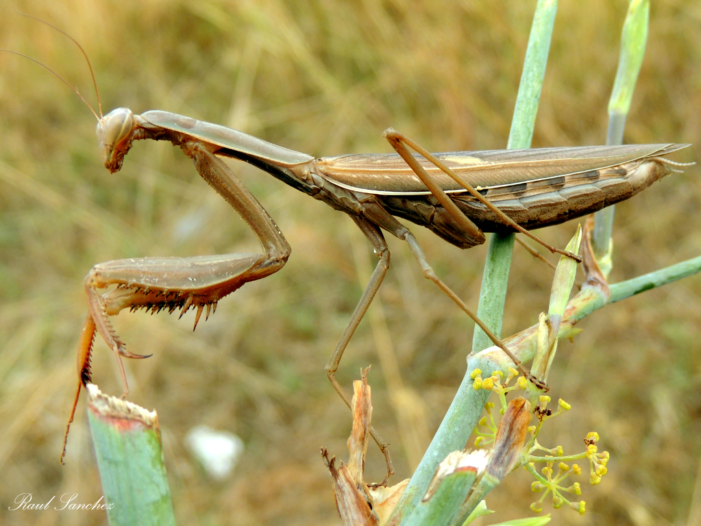 Naturaleza Viva : Mantis religiosa ( mantis religuiosa )