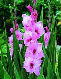 blog milik lia: Makna bunga dengan bulan kelahiran juli-september