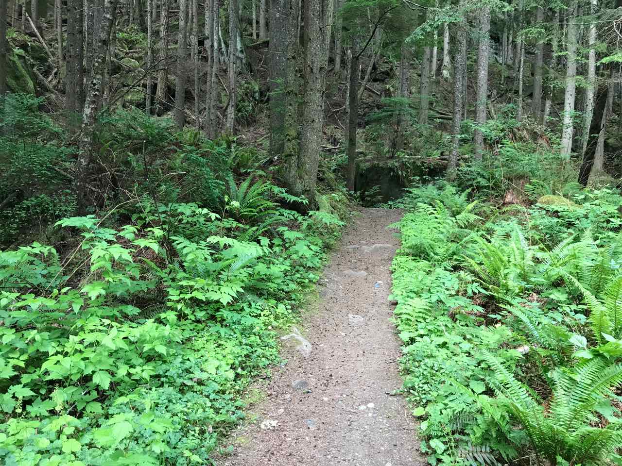 DJan-ity: Chuckanut Ridge trail