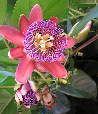 EriSada: Mousse de Maracuyá con base de Brownie