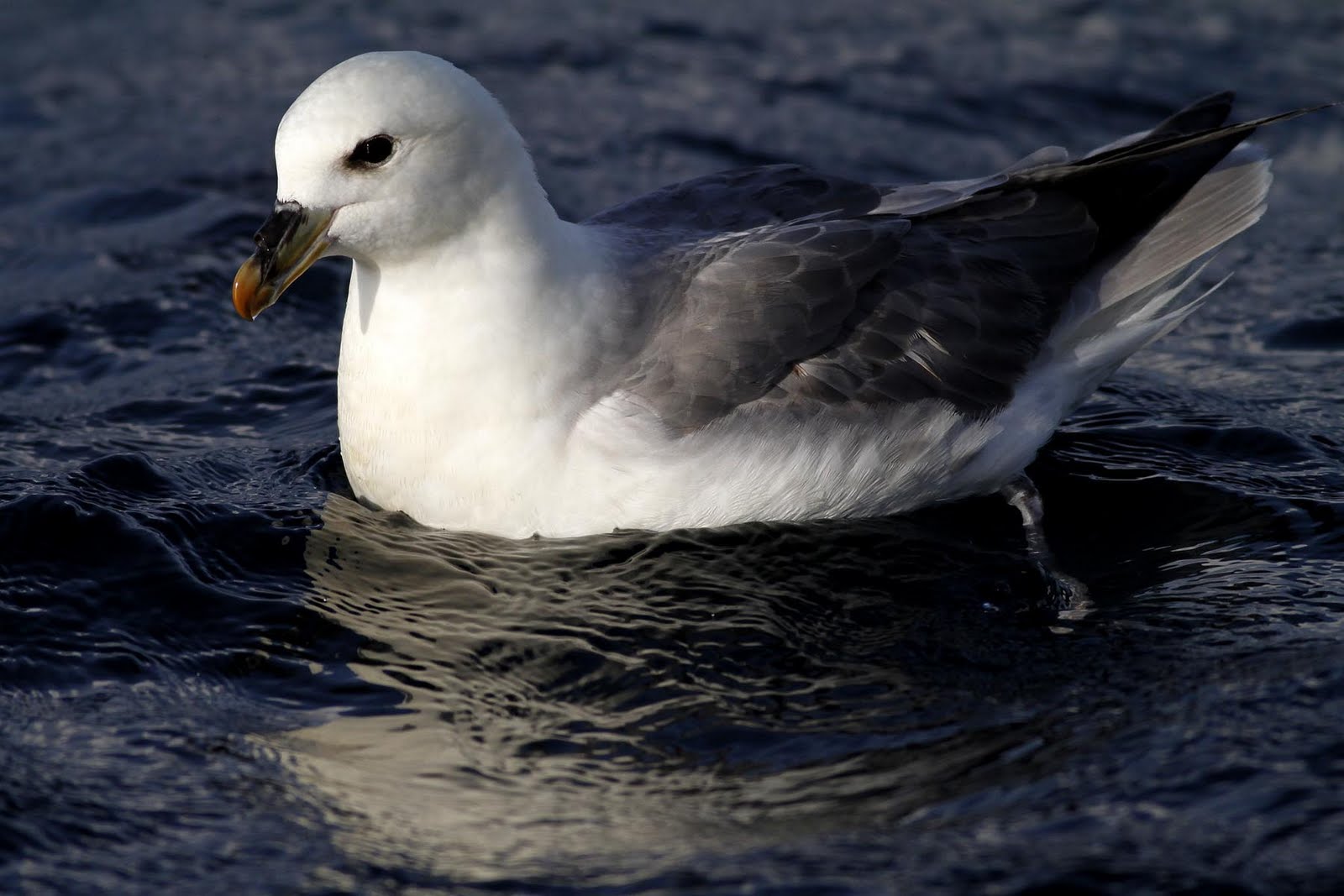 Joe Pender Wildlife Photography: Fulmar Petrel