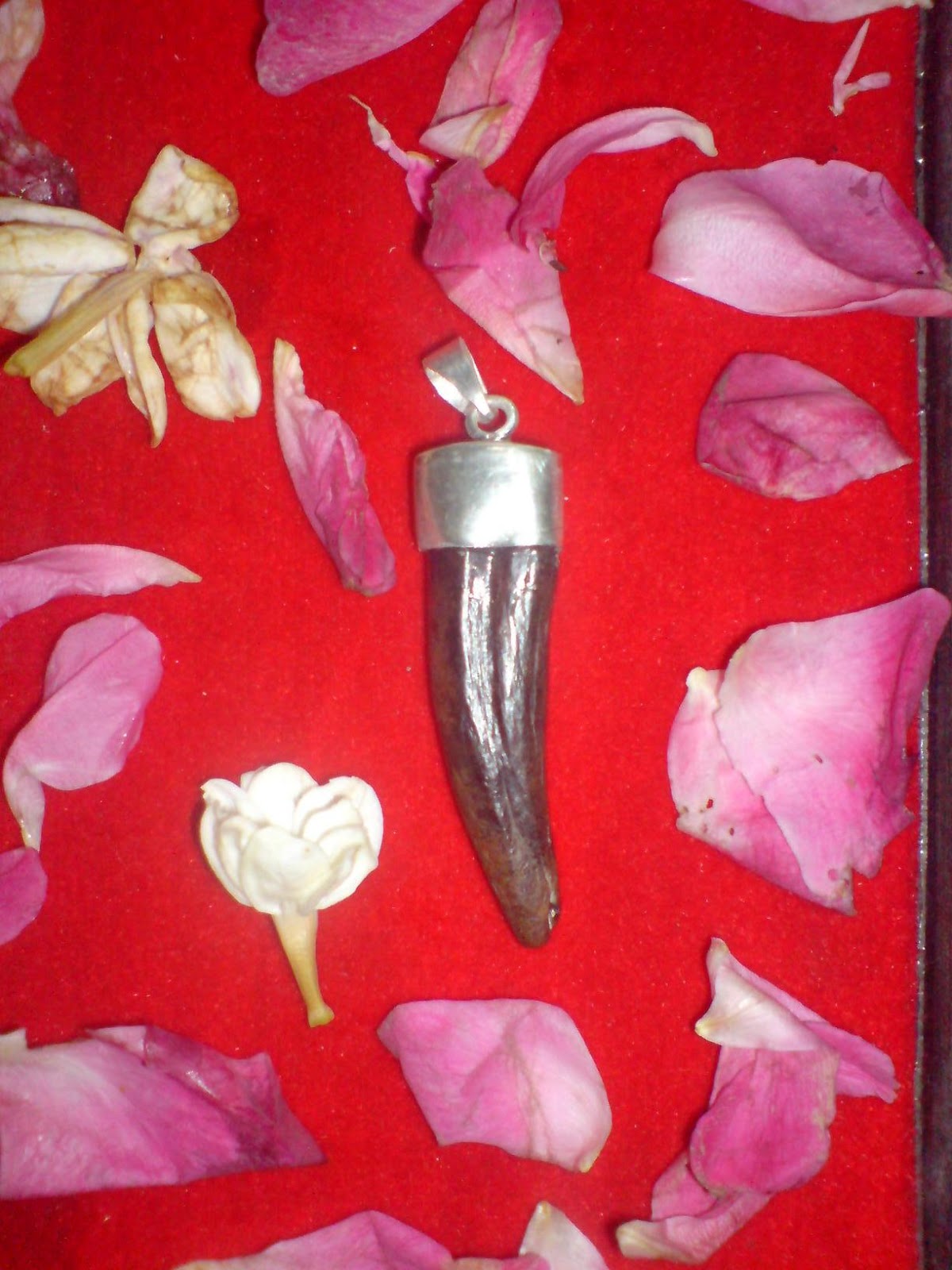 PAGUYUBAN EMAS KUMAMBANG (PUSAT MUSTIKA): TERMAHARKAN SIUNG MACAN GHOIB