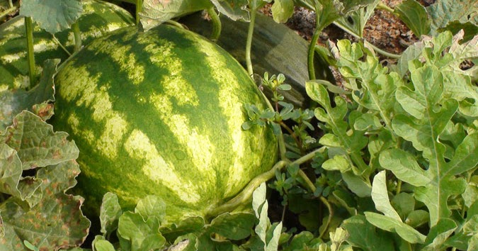 taxonomía de la sandia